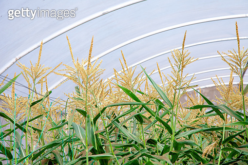 Gardeners are selected Japanese Corn (Sweet Corn Mirai F1) Fresh from ...