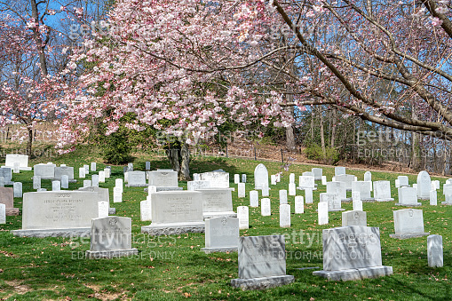 Arlington National Cemetary during national cherry blossom festival in ...
