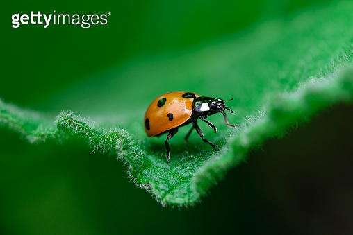Ladybug walks on the edge of a leaf, Coccinellidae, Arthropoda ...