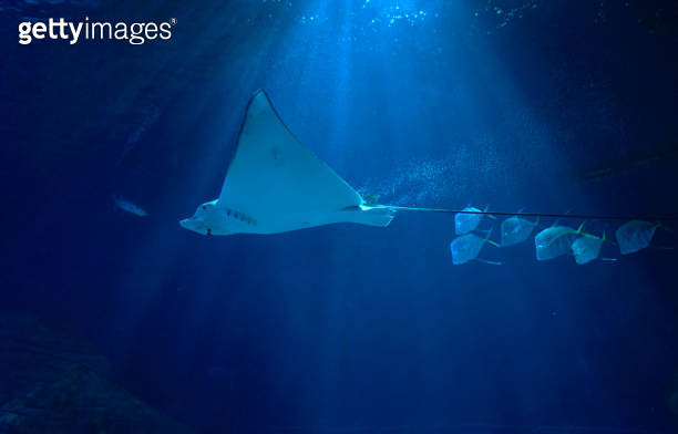 Manta ray next to more fish inside an aquarium (1182038788) - 게티이미지뱅크