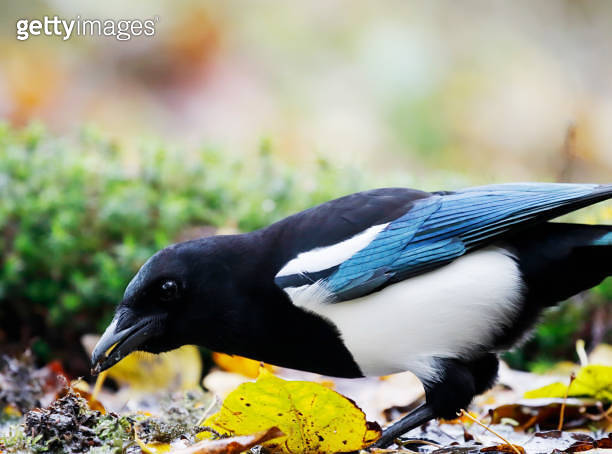 Common Magpie (Pica pica) eating 이미지 (1195862446) - 게티이미지뱅크