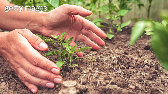 hands protecting plant growing on soil.protect nature and environment ...