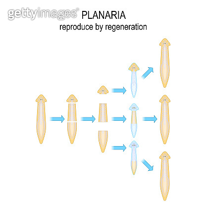 Planaria. reproduce by regeneration. When Planaria is cut into a number ...
