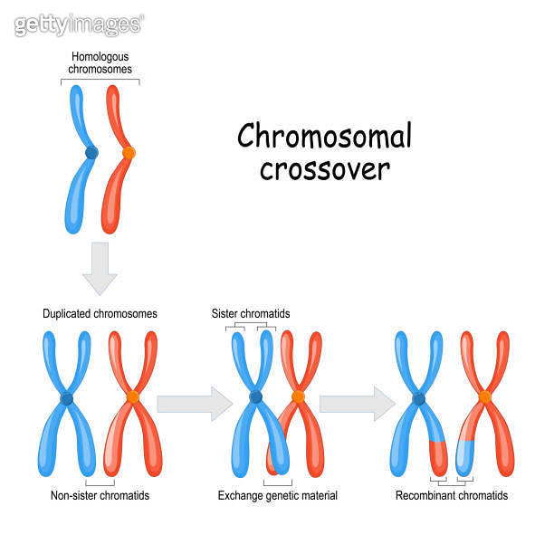 Chromosomal crossover. maternal & paternal Homologous chromosomes and ...