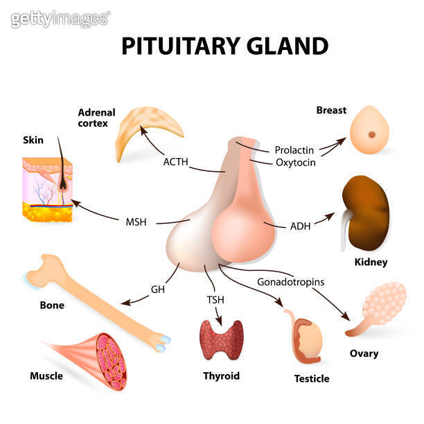 Summary hormones secreted from the pituitary gland 이미지 (1186160562) - 게티이미지뱅크