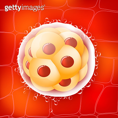 morula is an embryo consisting of 16 cells in a solid ball contained ...
