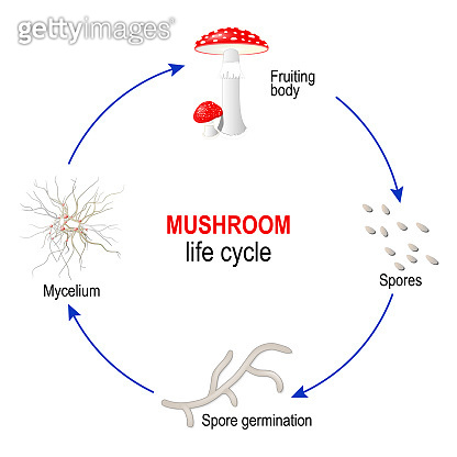 mushroom life cycle from Spores to Mycelium and Fungi (fruiting body ...