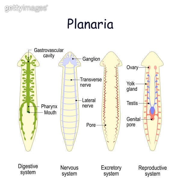 planarian Anatomy. Reproductive, Digestive, Excretory, and Nervous ...