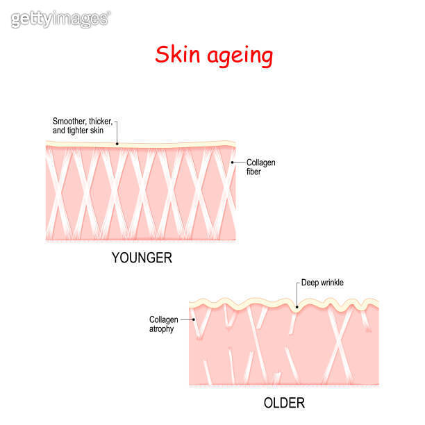 Visual representation of skin changes over a lifetime 이미지 (1173819615 ...