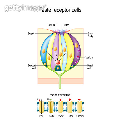 Taste bud with receptor cells. Types of Taste receptors. 이미지 ...