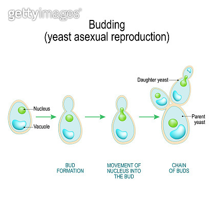 Budding. asexual reproduction of yeast cell. (1136595525) - 게티이미지뱅크