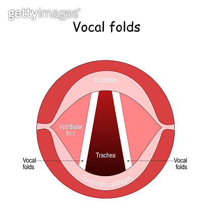 Vocal folds. The Human Voice 이미지 (1190592975) - 게티이미지뱅크