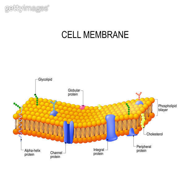 Cell membrane proteins (1185729791) - 게티이미지뱅크