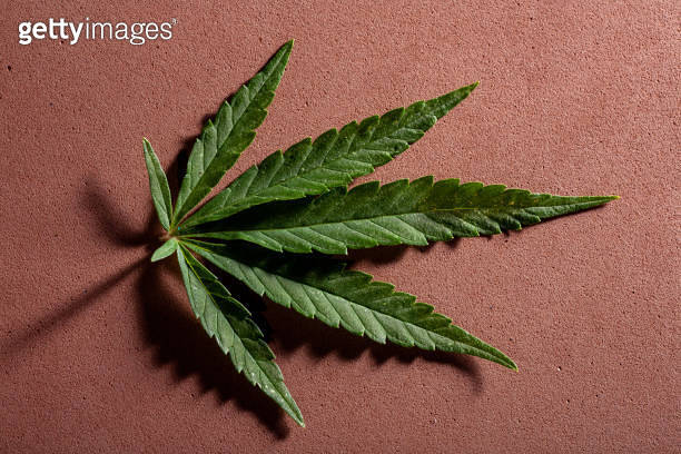 Background from cannabis drug leaves. 이미지 (1167239721) - 게티이미지뱅크