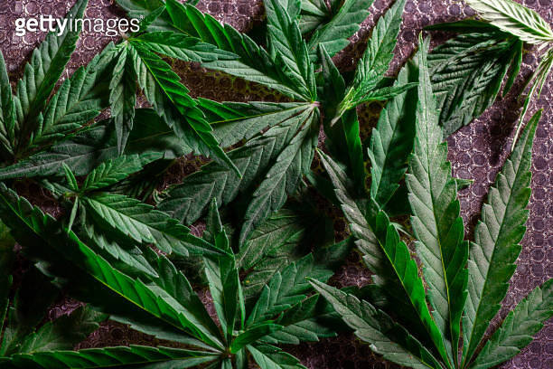 Cannabis Texture Marijuana Leaf Background 이미지 (1162903096) - 게티이미지뱅크