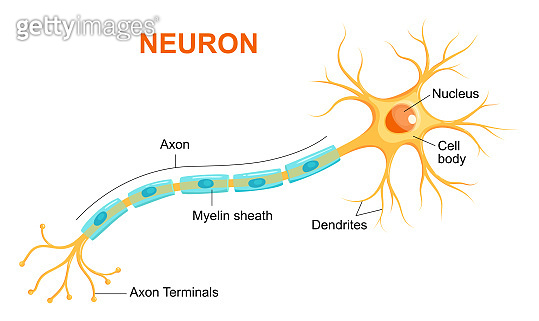 Illustration of neuron anatomy. Vector infographic (Neuron, nerve cell ...