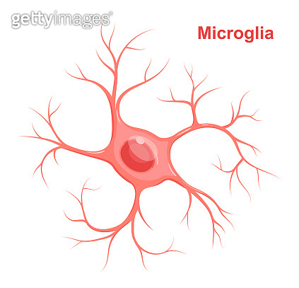 Vector Illustration of microglia. Neuroglia (glial cell) 이미지 ...