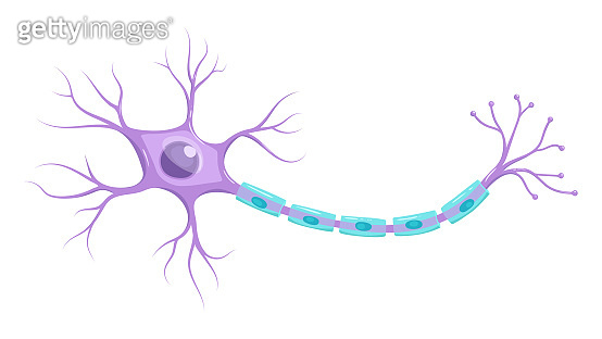 Vector Illustration of neuron anatomy (Neuron, nerve cell axon and ...