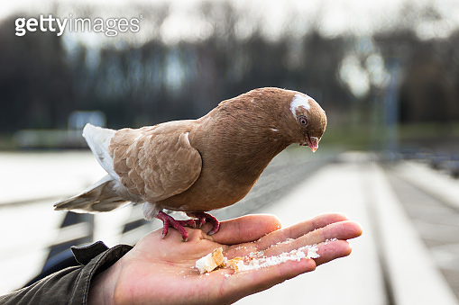 pigeon pecking crumbs on the man's hand 이미지 (1128522142) - 게티이미지뱅크