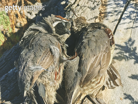 Quail Hunting Harvest in Western Colorado 이미지 (1173921704) - 게티이미지뱅크