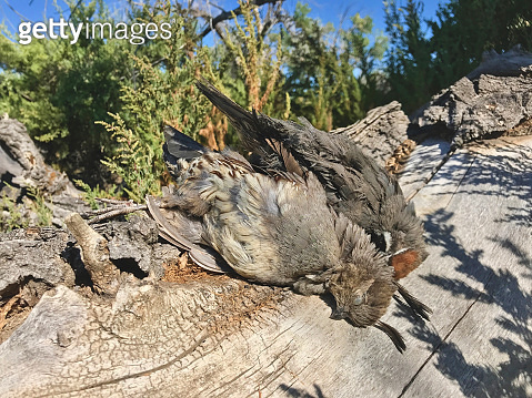 Quail Hunting Harvest in Western Colorado 이미지 (1173921675) - 게티이미지뱅크