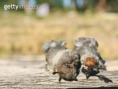 Quail Hunting Harvest in Western Colorado 이미지 (1173921495) - 게티이미지뱅크