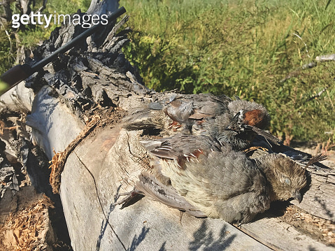Quail Hunting Harvest in Western Colorado 이미지 (1173921555) - 게티이미지뱅크