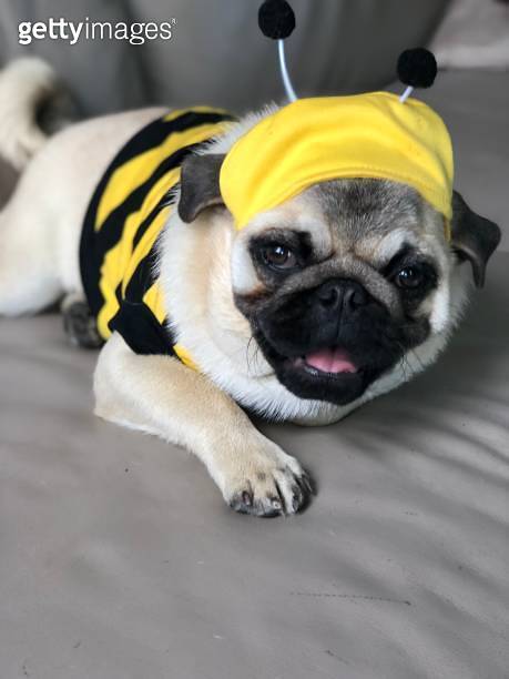 Pug puppy in a bumble bee suit, cosplay 이미지 (1166496663) - 게티이미지뱅크