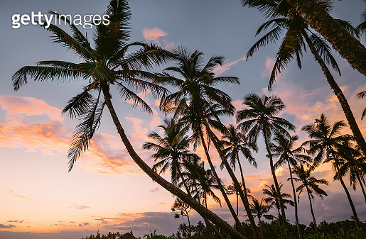 Vanilla sky sunset over tropical beach. Sri Lanka. 이미지 (1129344193 ...