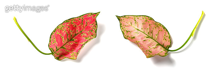 top and bottom of a red leaf on white background 이미지 (1164237873) - 게티이미지뱅크