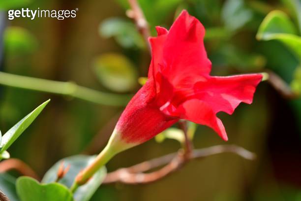 Mandevilla / Rocket trumpet Flower 이미지 (1133833697) - 게티이미지뱅크