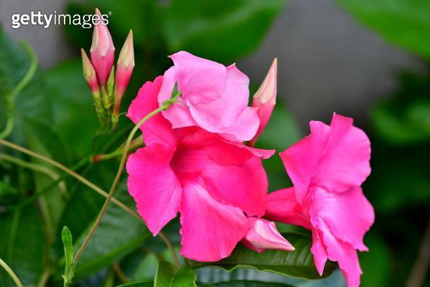 Mandevilla / Rocket trumpet Flower 이미지 (1133833648) - 게티이미지뱅크