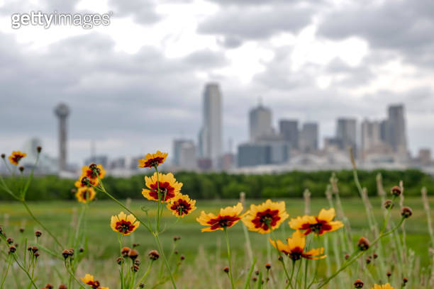 Dallas Texas skyline with Trinity river with spring flower 이미지 ...