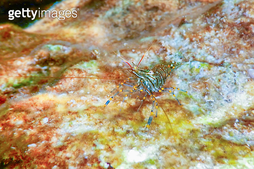 Rock Shrimp Underwater, Common Shrimp, (Palaemon Serratus) Underwater ...