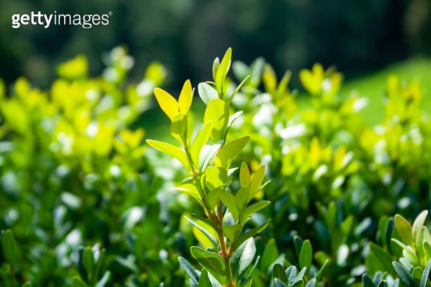 Grown tender twigs of a green bush in the sunlight against a blurred ...