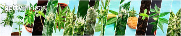 Cannabis collage. Many photos of marijuana plants and organic hemp ...