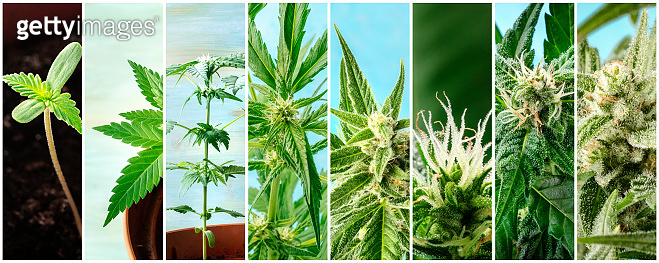 Cannabis collage. Many photos of various stages of growing marijuana ...