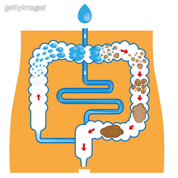 Illustration of the human digestive system, and fecal bolus formation ...