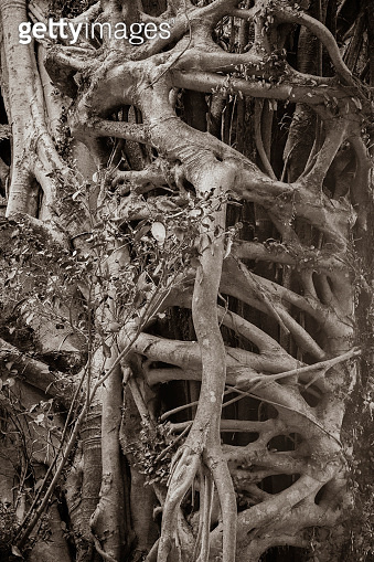 Ficus elastica multiple aerial and buttressing roots a close-up sepia ...