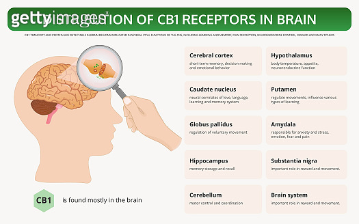Distribution of CB1 Receptors in Brain horizontal textbook infographic ...