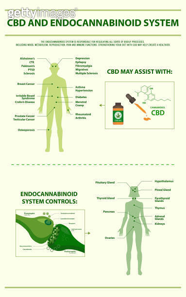 CBD and Endocannabinoid System vertical infographic 이미지 (1180429218 ...