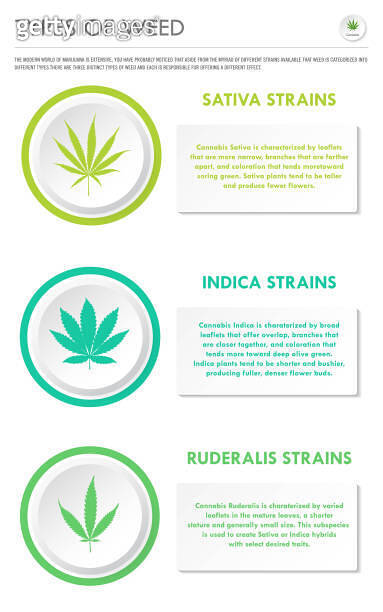 Types of Weed vertical business infographic (1192289578) 일러스트, 무료 일러스트 ...
