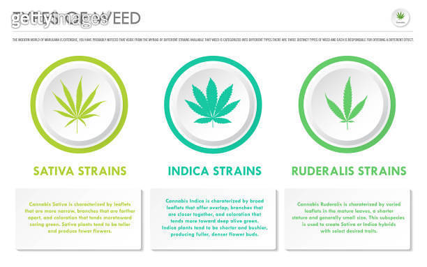 Types of Weed horizontal business infographic 이미지 (1192094197) - 게티이미지뱅크