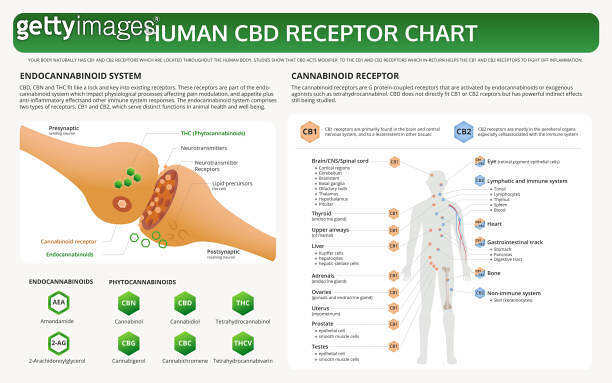 Human CBD Receptor Chart horizontal textbook infographic 이미지 ...