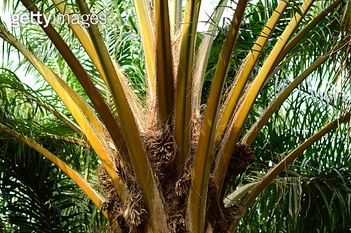 yellow stalks and green leaves of palm tree at the farm land ...