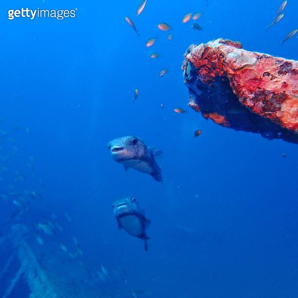 puffy balloon Marine w ildlife fish at the Deep bottom sea scuba diving ...