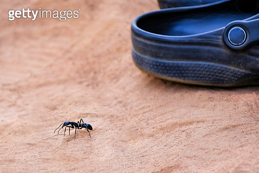 Giant leaf cutter ant in size comparison with a shoe (1133451106) - 게티이미지뱅크