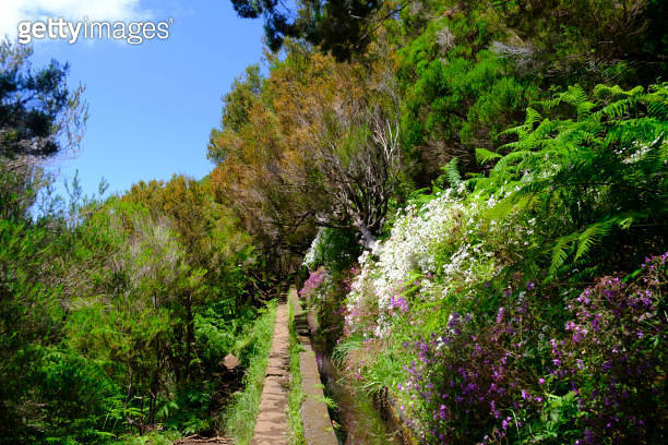 Levada das 25 Fontes and Levada do Risco walkways with luscious flowers ...