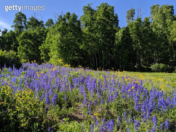 Spring flowers in high altitude pastures above Kolob Reservoir near ...