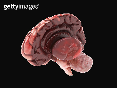 Human Half Brain cross section - Stock image 이미지 (1132262700) - 게티이미지뱅크